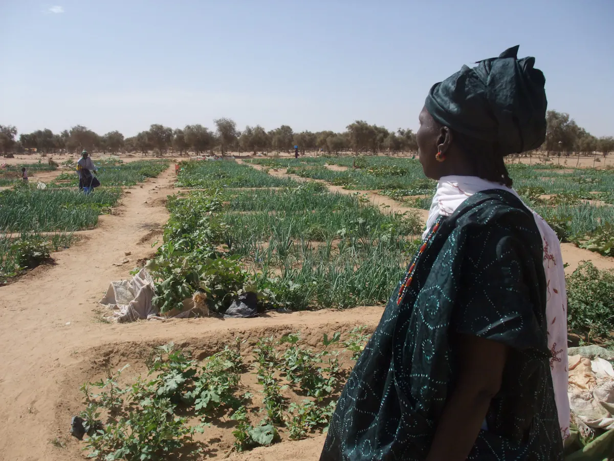Vrouwen in Mauritanië worden zelfstandiger met moestuin | Wilde Ganzen