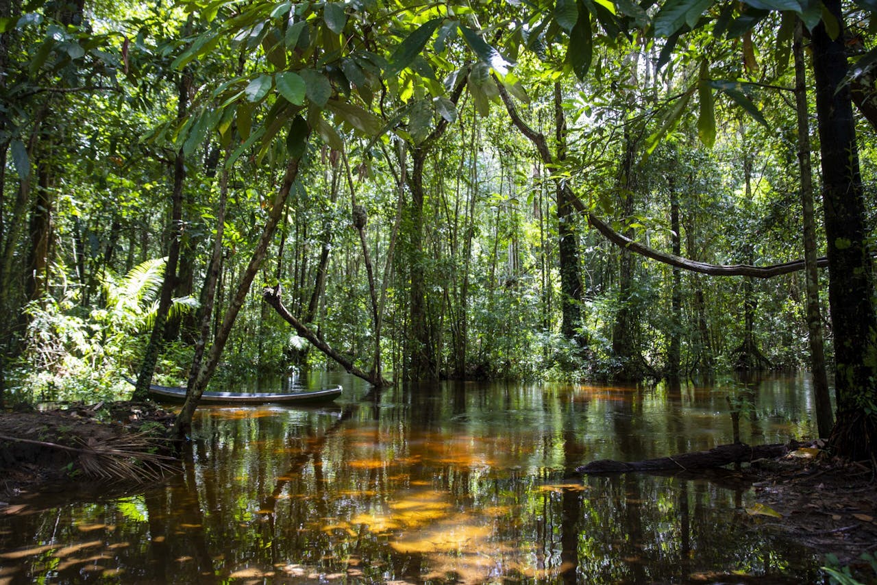 Bescherming van het Amazonegebied in Brazilië | Wilde Ganzen